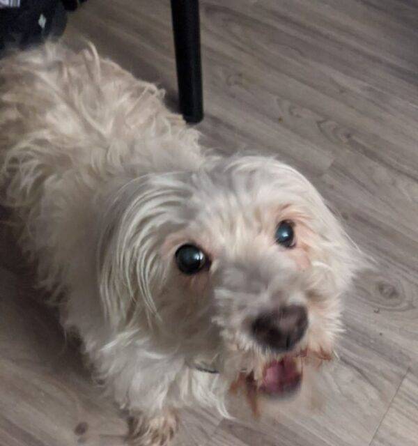 Find Small Dogs For Adoption By Owner | Pet Rehoming Services