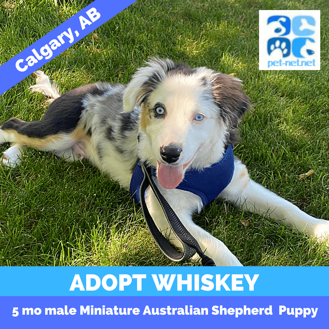 Whiskey Mini Aussie Puppy Adoption Calgary Ab -1 - Pet Rehoming Services