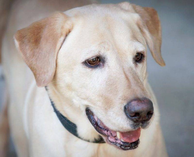ADOPTED - Lovely Lola - Purebred Yellow Labrador Retriever Bellaire, Texas