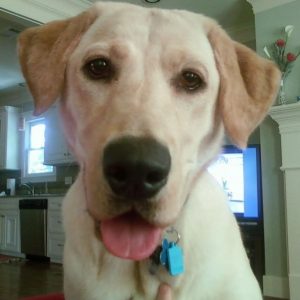 ADOPTED - Lovely Lola - Purebred Yellow Labrador Retriever Bellaire, Texas