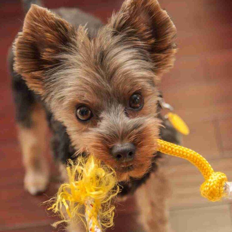 Yorkipoos For Adoption - Rehome or Adopt a Yorkie Poodle Mix Pet ...