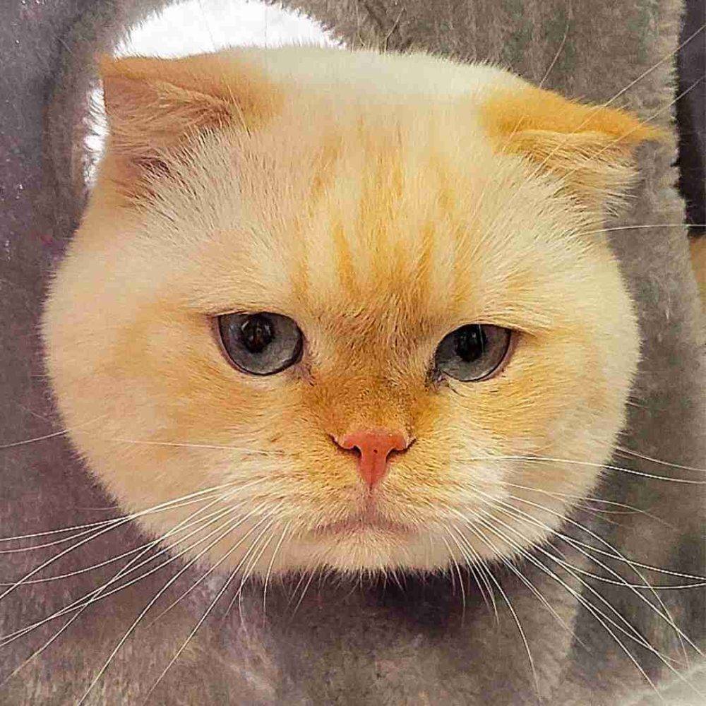 ADOPTED Persian Scottish Fold Mix Cat in Edmonton AB - MEET YUKI