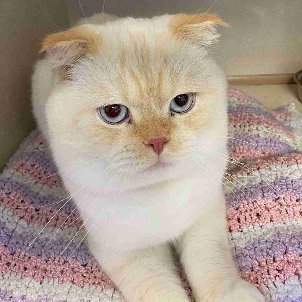 ADOPTED Persian Scottish Fold Mix Cat in Edmonton AB - MEET YUKI