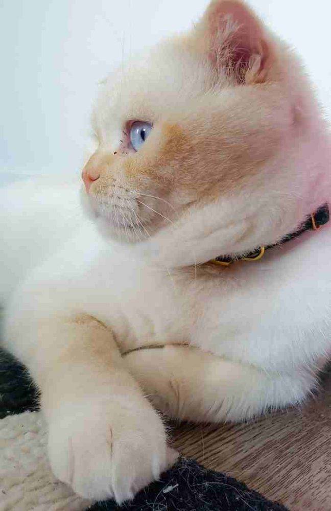 ADOPTED Persian Scottish Fold Mix Cat in Edmonton AB - MEET YUKI