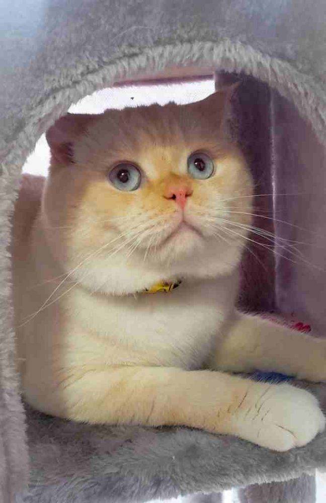 ADOPTED Persian Scottish Fold Mix Cat in Edmonton AB - MEET YUKI