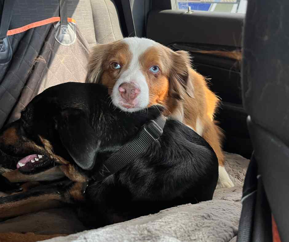 Miniature Australian Shepherd Dog For Adoption in Portland Oregon ...