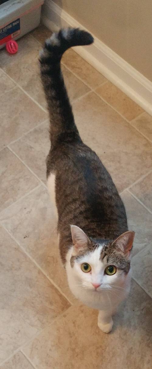 Zoey - Turkish Angora Tabby Mix Cat For Adoption Knoxville TN 2 - Pet ...