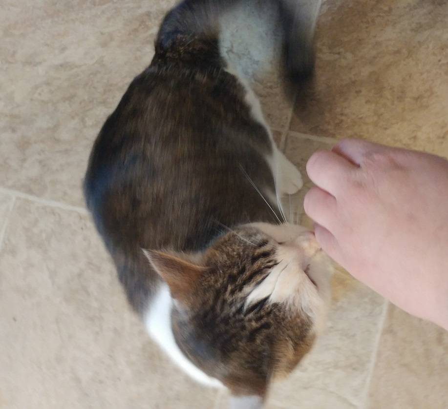 Zoey - Turkish Angora Tabby Mix Cat For Adoption Knoxville TN 4 - Pet ...