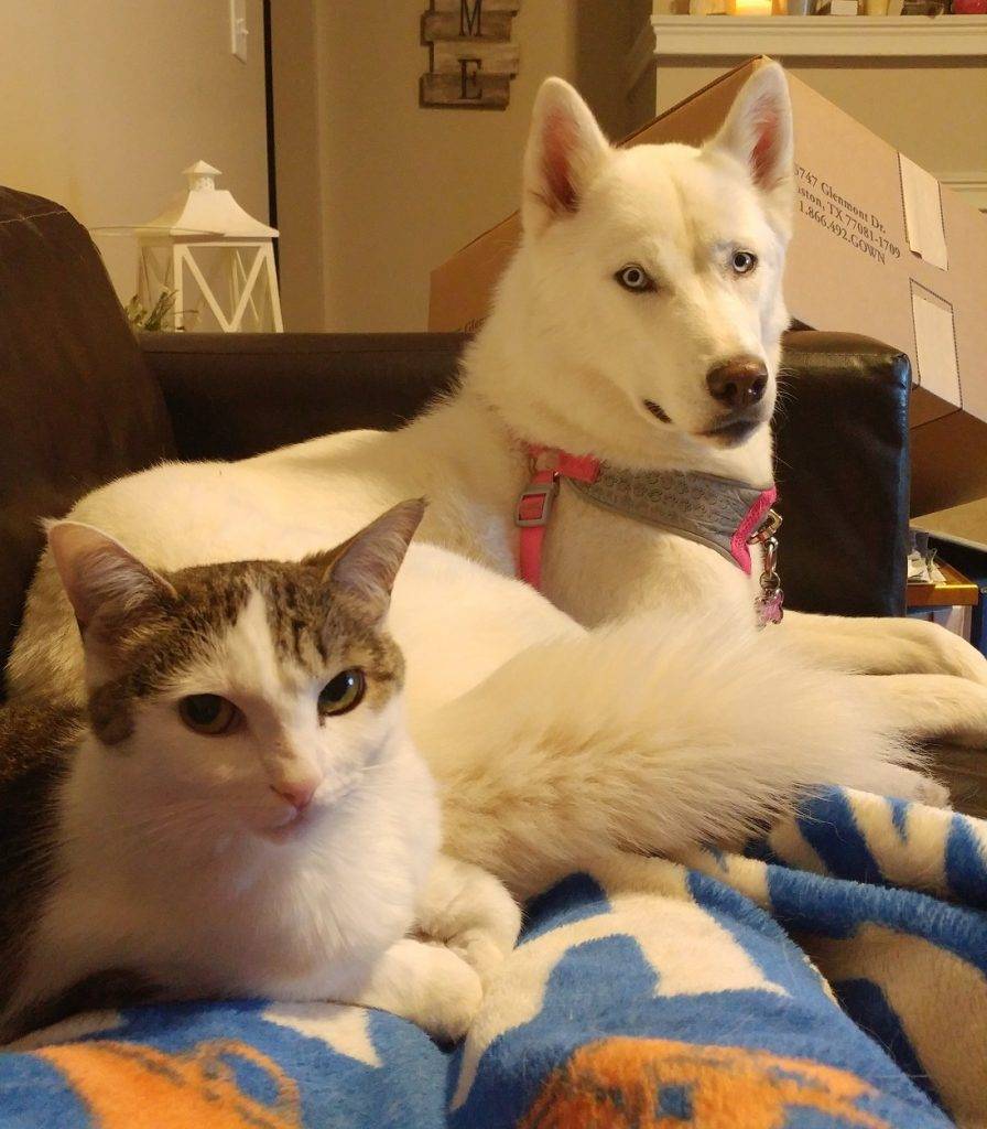 Zoey - Turkish Angora Tabby Mix Cat For Adoption Knoxville TN 7 - Pet ...