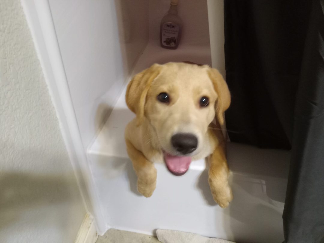 Golden Shepherd Puppy For Adoption in Sacramento CA - Meet Addy