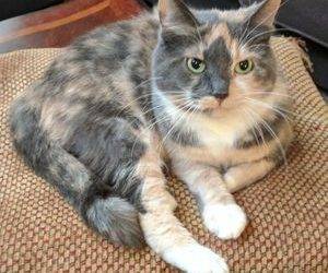 Calico Cats For Adoption Near You Rehome Or Adopt A Calico Cat Or Kitten