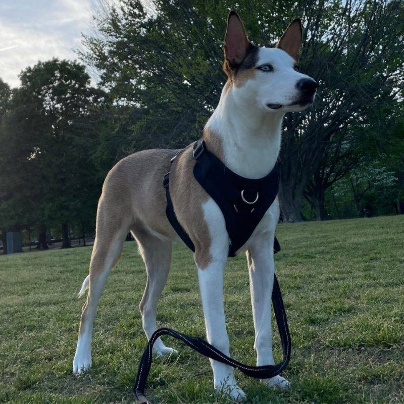 Blue-Eyed Australian Cattle Dog Siberian Husky Mix Dog For Adoption in ...