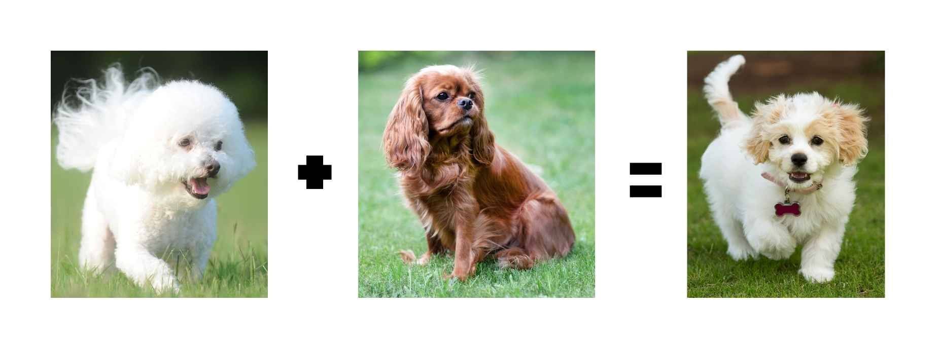 Cavachons For Adoption Near You - Rehome Adopt A Cavalier King Charles ...