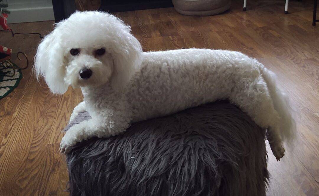 Bichon Frise Dogs For Adoption - Rehome Or Adopt A Bichon Frise - Pet ...