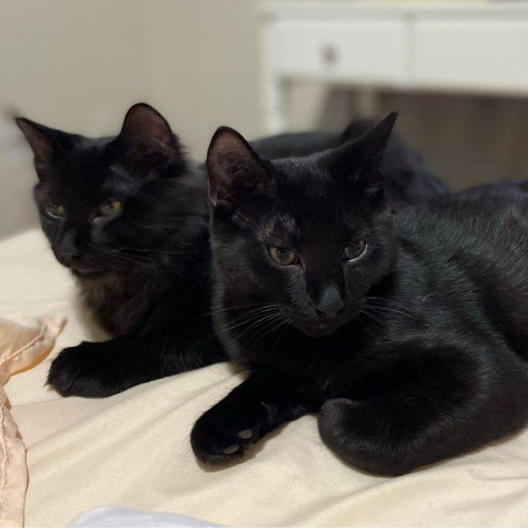 Bonded Black Kittens for Adoption in Calgary AB - Adopt Midnight and ...