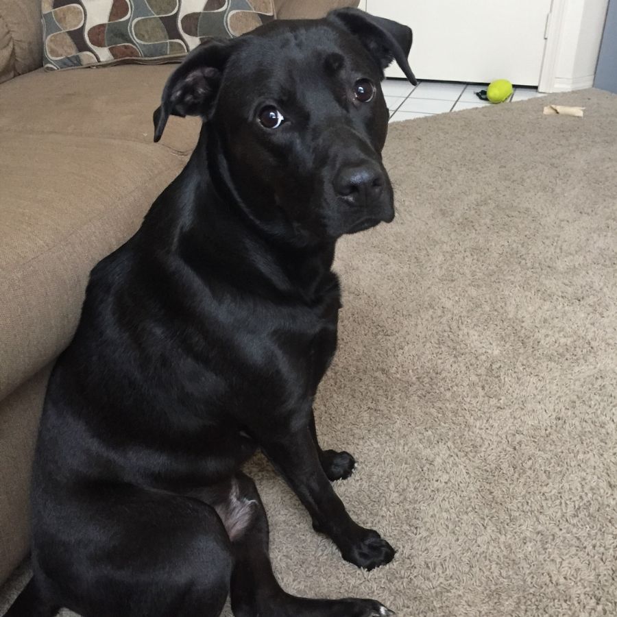 Affectionate Lab and Pitbull Mix For Adoption in Rio Rancho NM ...