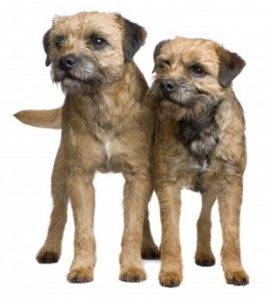 Border Terrier Dog Breed Information Guide Pet Rehoming Services