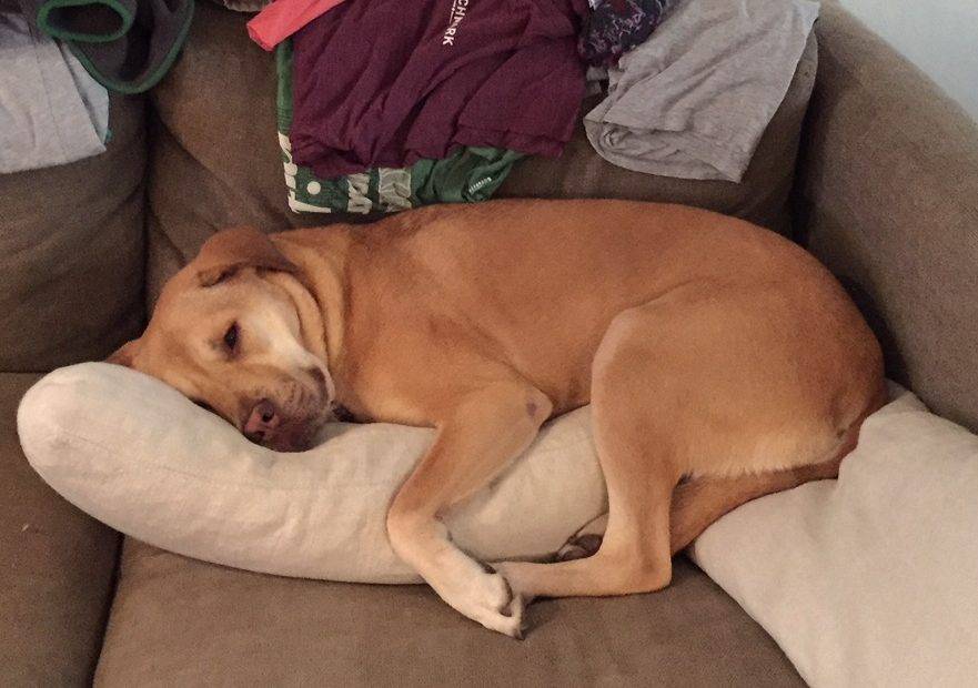 Chicago Il Lola Shar Pei Pitbull Mix Adoption 2 - Pet Rehoming Services