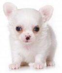 Chihuahua Dog Breed Information Guide Pet Rehoming Services