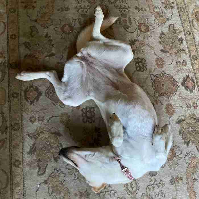 Labrador Retriever Greyhound Mix (Greyador) For Adoption in Aberdeen ...