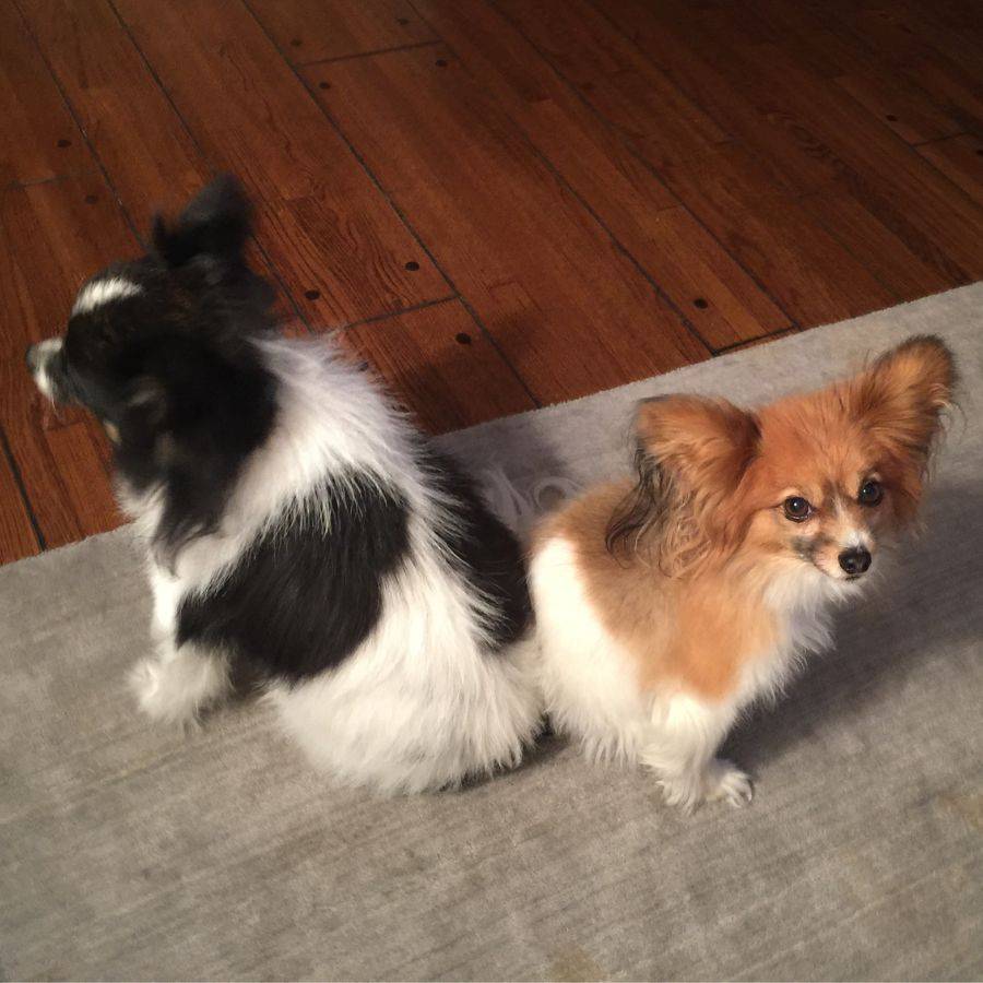 Bonded Papillons For Adoption in Los Angeles CA - Supplies Included ...