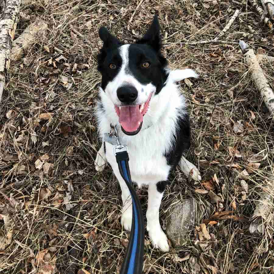 Border Collie Dog For Adoption in Okotoks AB - Supplies Included ...