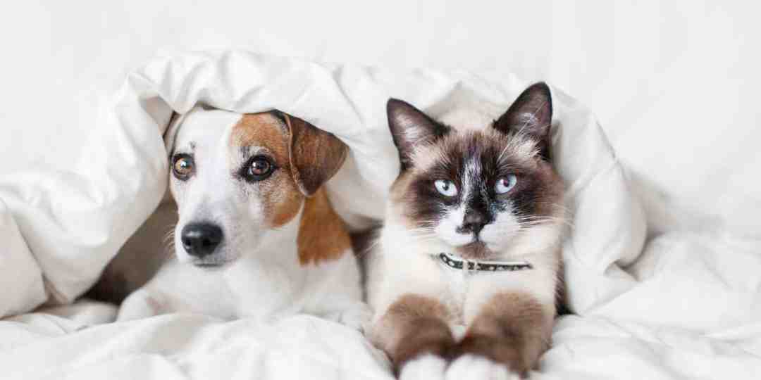 Expert Pet Rehoming Services - Find Your Pet a Loving New Home