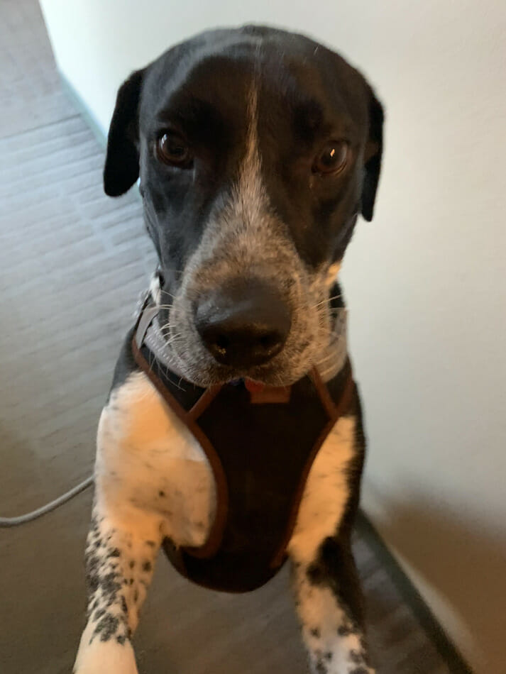 1 Amazing German Shorthaired Pointer Mix Dog For Adoption in Portland ...