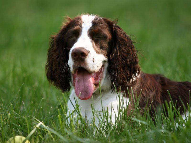 English Springer Spaniel Dog Breed Information Guide Pet Rehoming Services