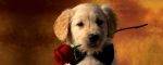 golden-retriever-puppy – Pet Rehoming Services