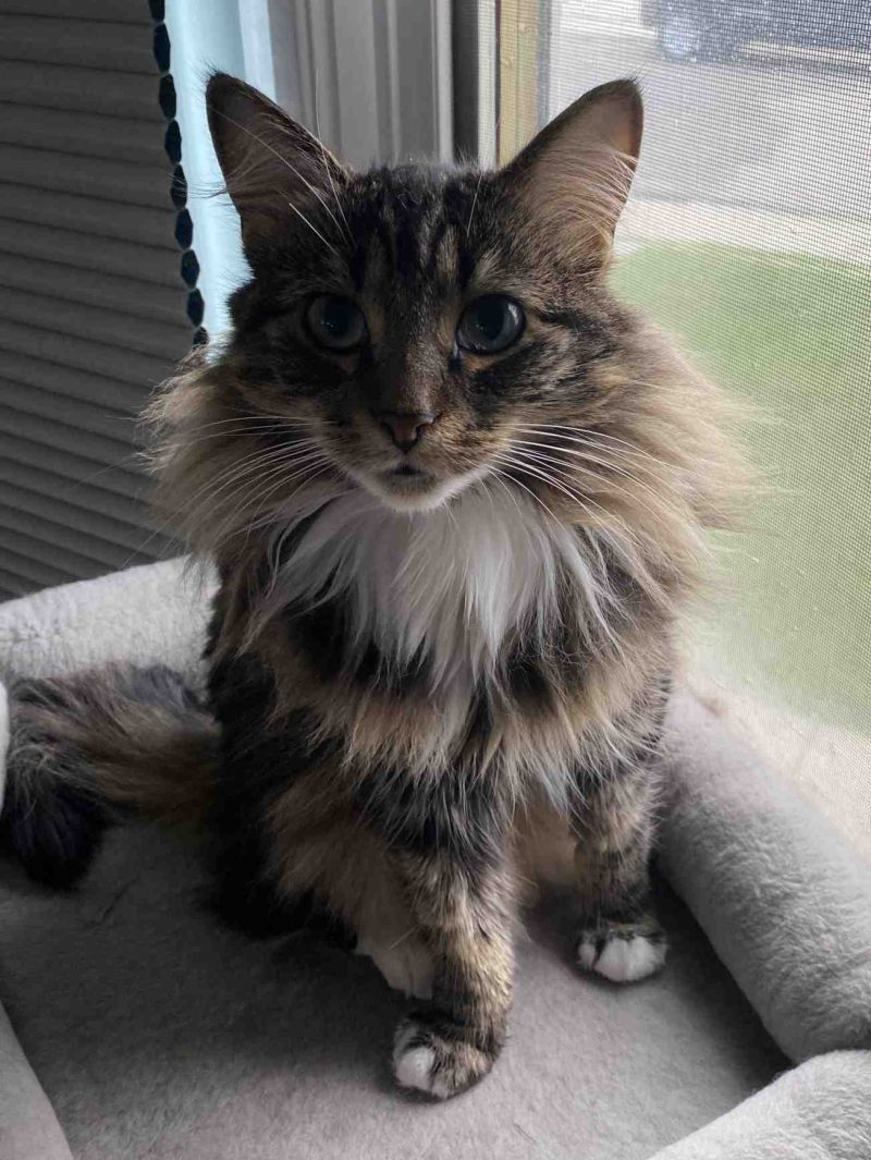 ADOPTED - Tortie Maine Coon Mix Cat Calgary AB