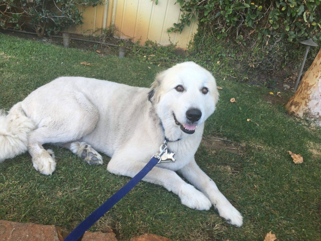 George - Pet Rehoming Network