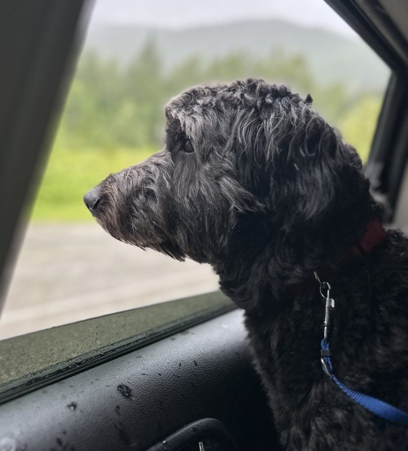 Awesome Aussiedoodle For Adoption in Edmonton Alberta - Adopt Cleo