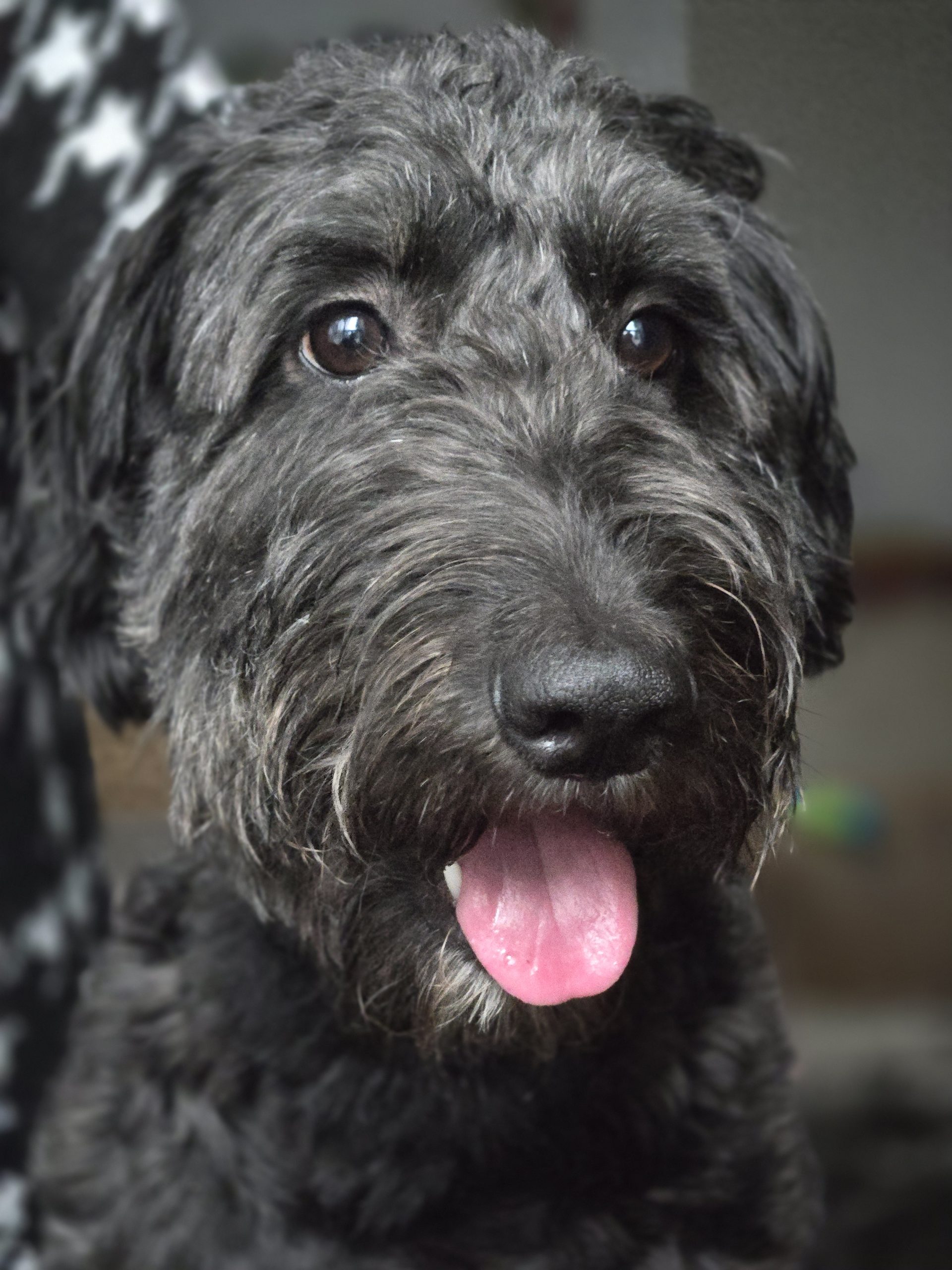 Awesome Aussiedoodle For Adoption in Edmonton Alberta - Adopt Cleo