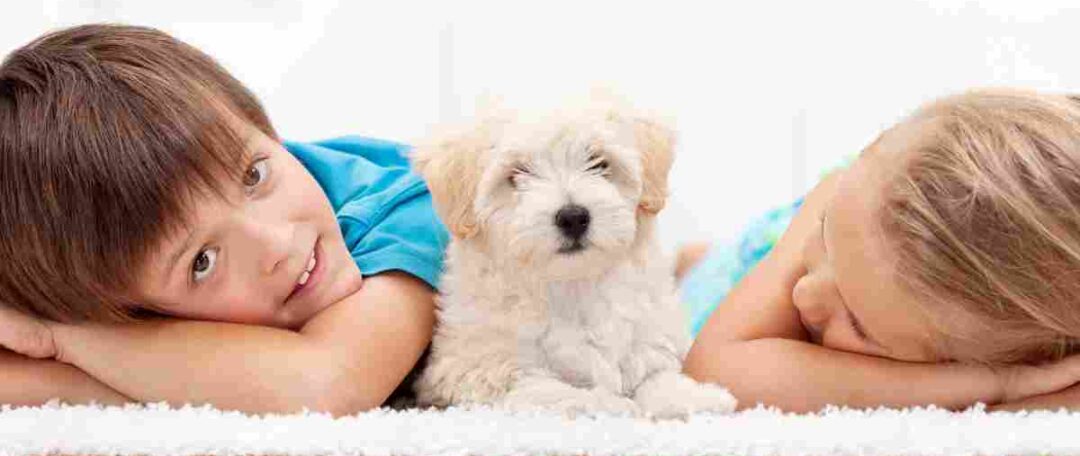 Private Pet Rehoming Services USA & Canada - Get Expert Helpl