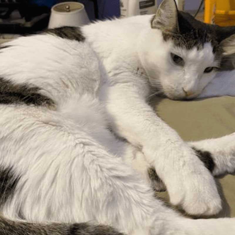 Sweet Senior Front Declawed White And Tabby Cat For Adoption In ...