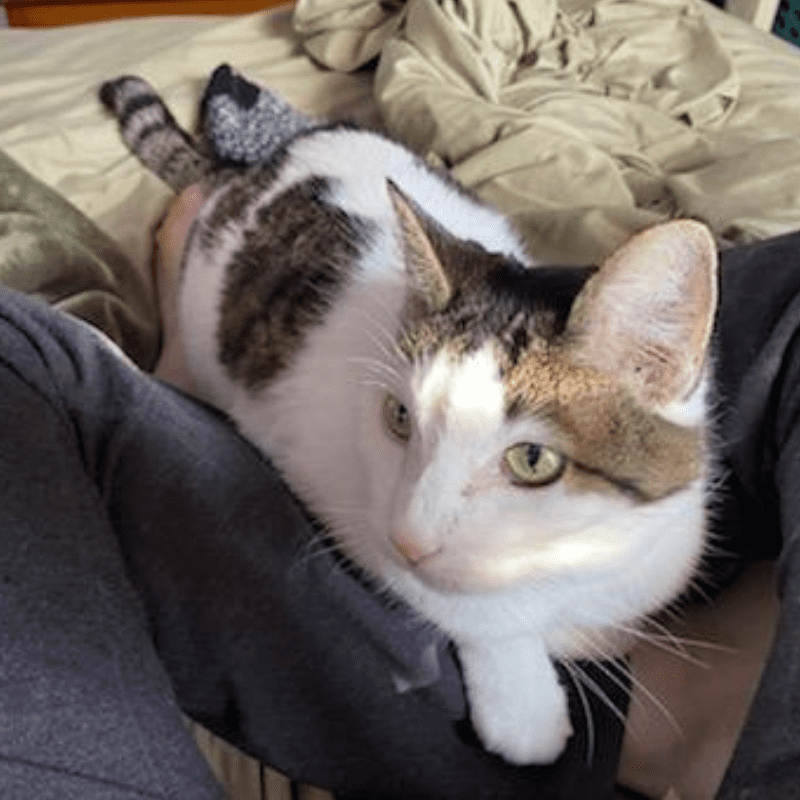 Sweet Senior Front Declawed White And Tabby Cat For Adoption In ...