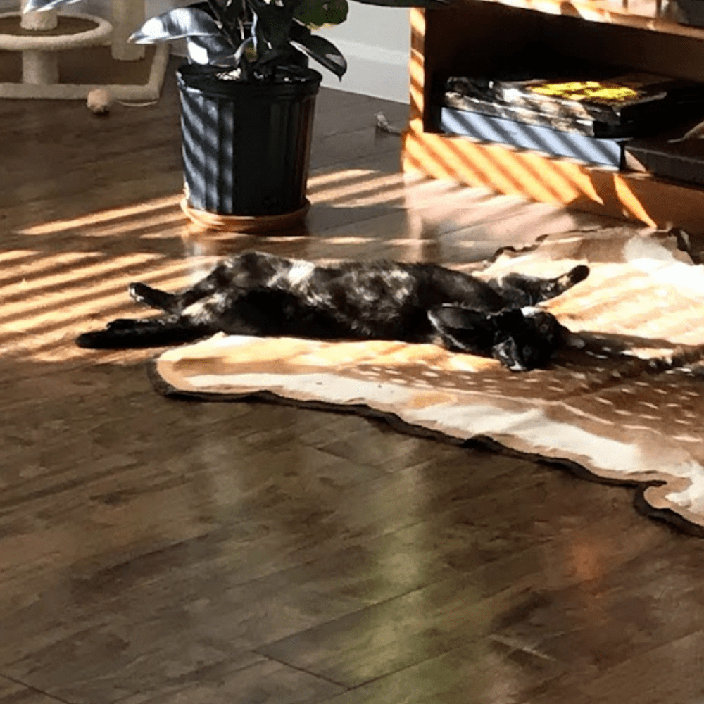 Moo Moo1 - Pet Rehoming Network