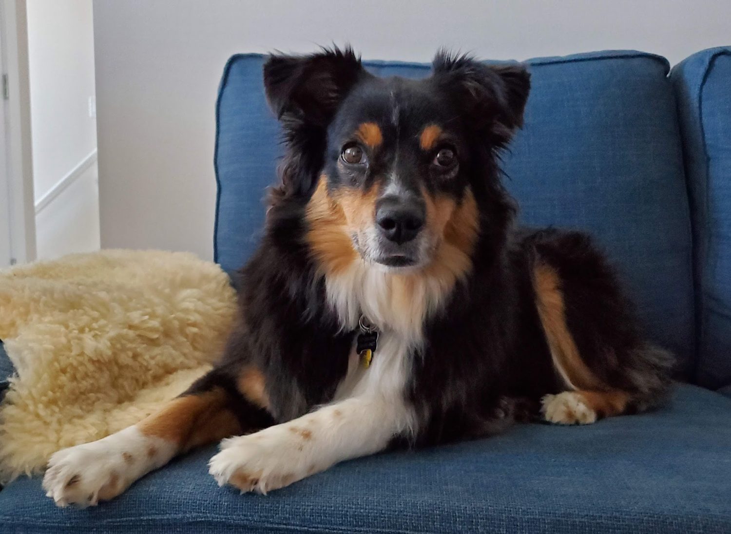 Mini Australian Shepherds For Adoption Near You - Rehome or Adopt a ...