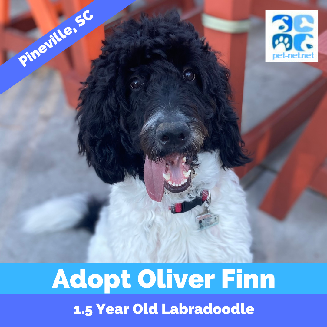 Oliverfinnfeat - Pet Rehoming Network