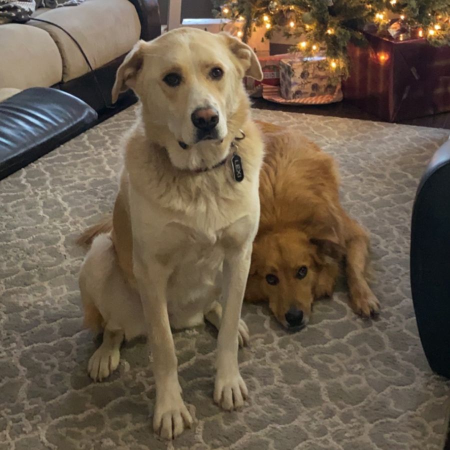 Retriever-shepherd-lab-husky-mix-dogs-adoption-grand-prairie-4 - Pet ...