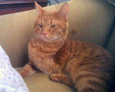 Adopt Bonded Pair Of Orange Tabby Cats In Atlanta GA - Meet Rosie And Tom