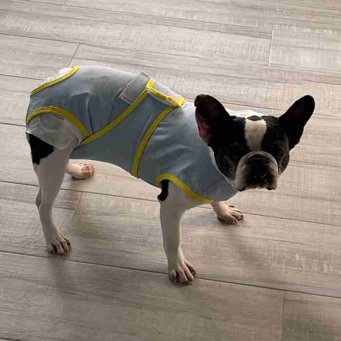 Senior French Bulldog (Frenchie) For Adoption in Austin Texas ...