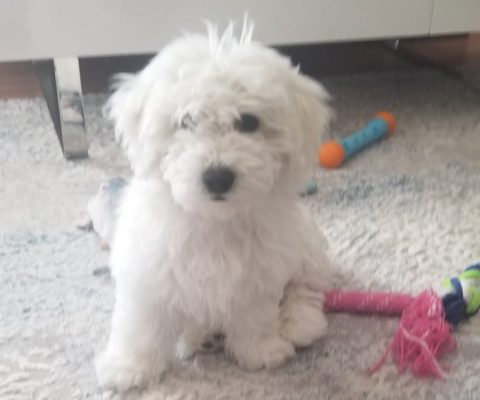 Bichipoo (Bichon Frise x Toy Poodle Mix) Dog For Adoption in Edmonton ...