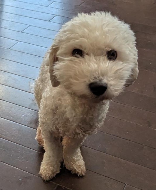 Bichipoo (Bichon Frise X Toy Poodle Mix) Dog For Adoption In Edmonton ...