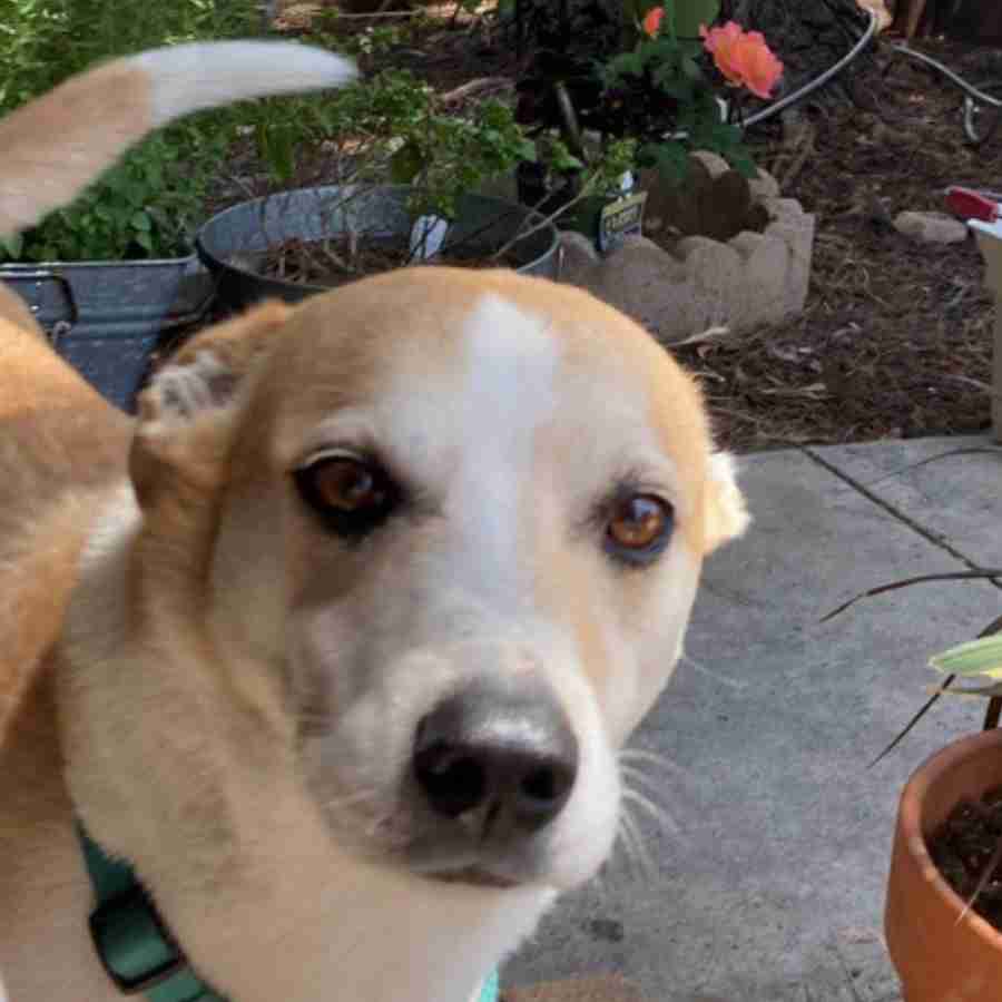 Yellow Labrador Retriever Aussie Beagle Mix For Adoption in Alpine (San ...